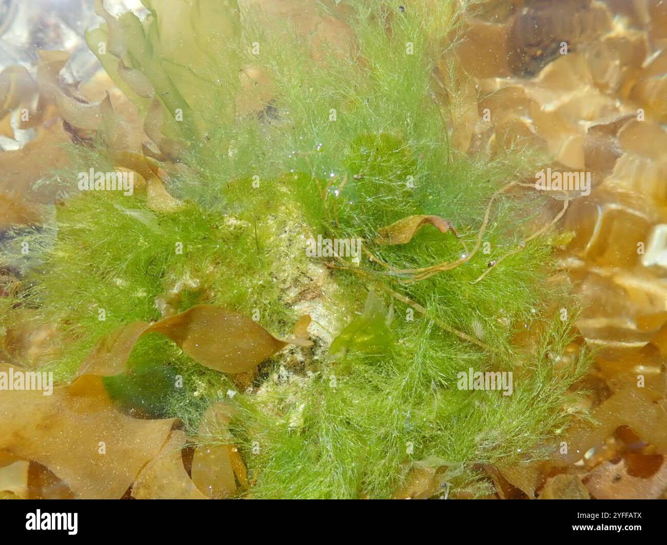 Ulvophycean green algae (Ulvophyceae Stock Photo - Alamy