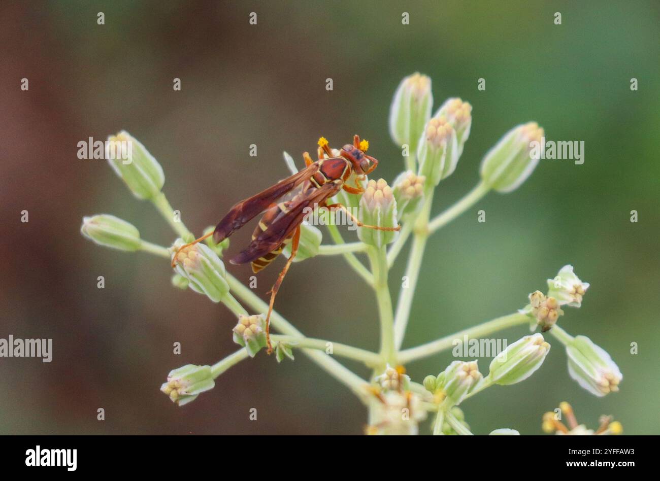 Southern Paper Wasp (Polistes bellicosus Stock Photo - Alamy