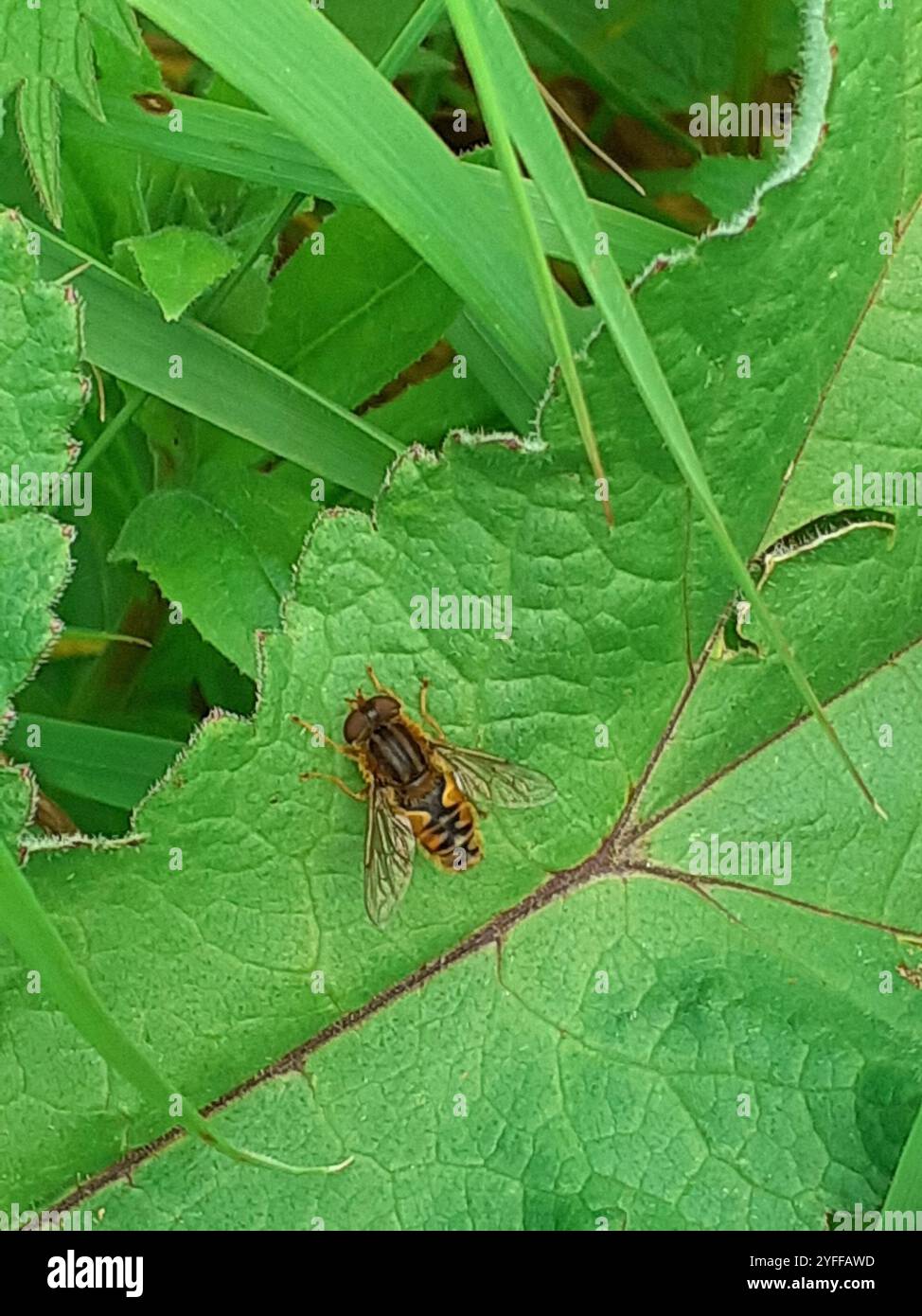 Bog Flies (Parhelophilus Stock Photo - Alamy