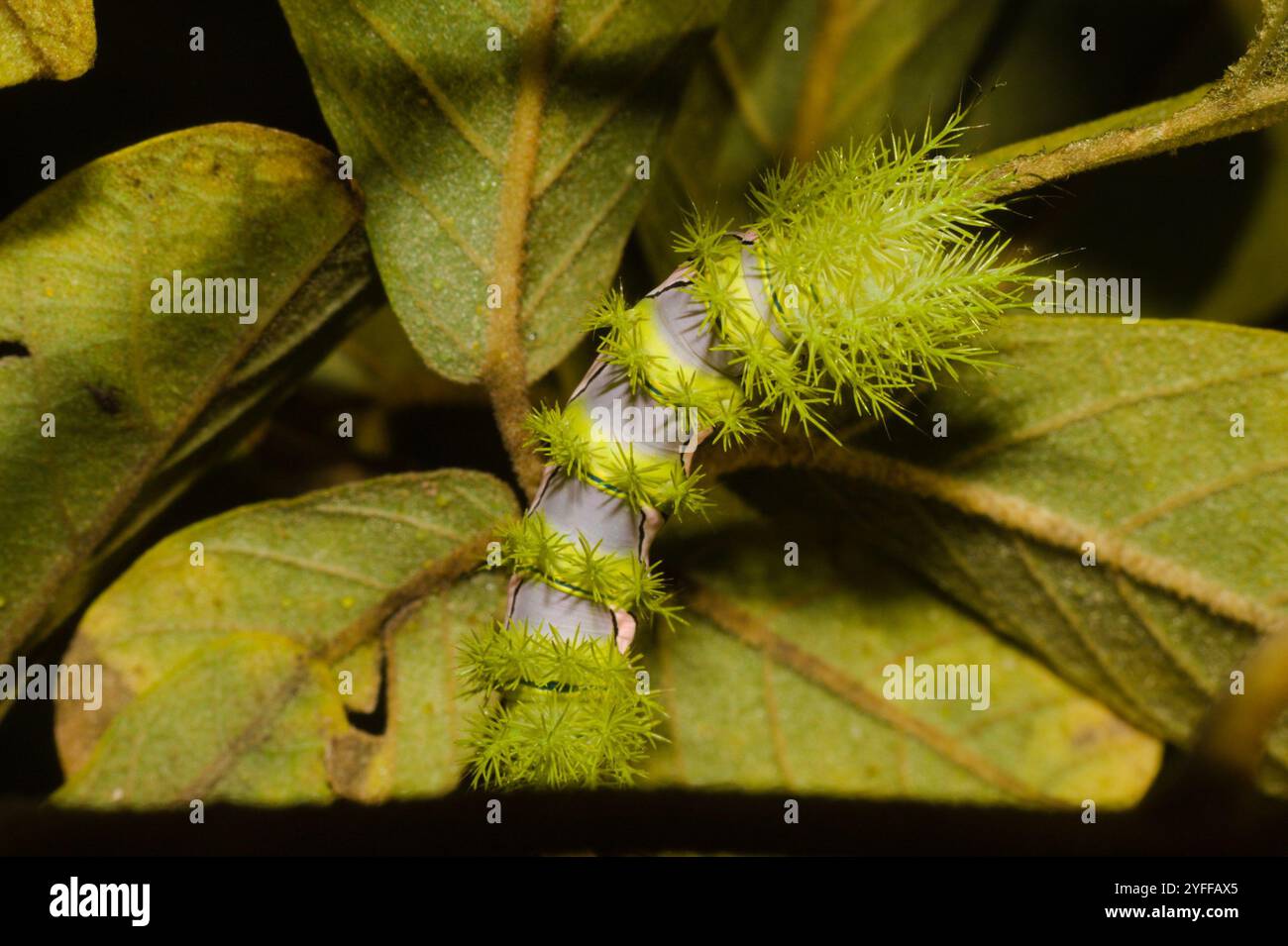 Eyed Silkmoths (Automeris Stock Photo - Alamy