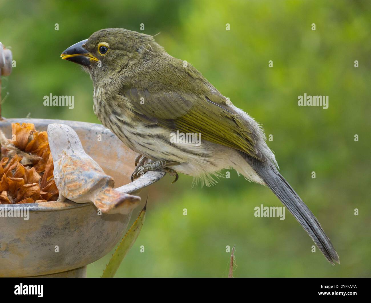 Streaked saltator hi-res stock photography and images - Alamy