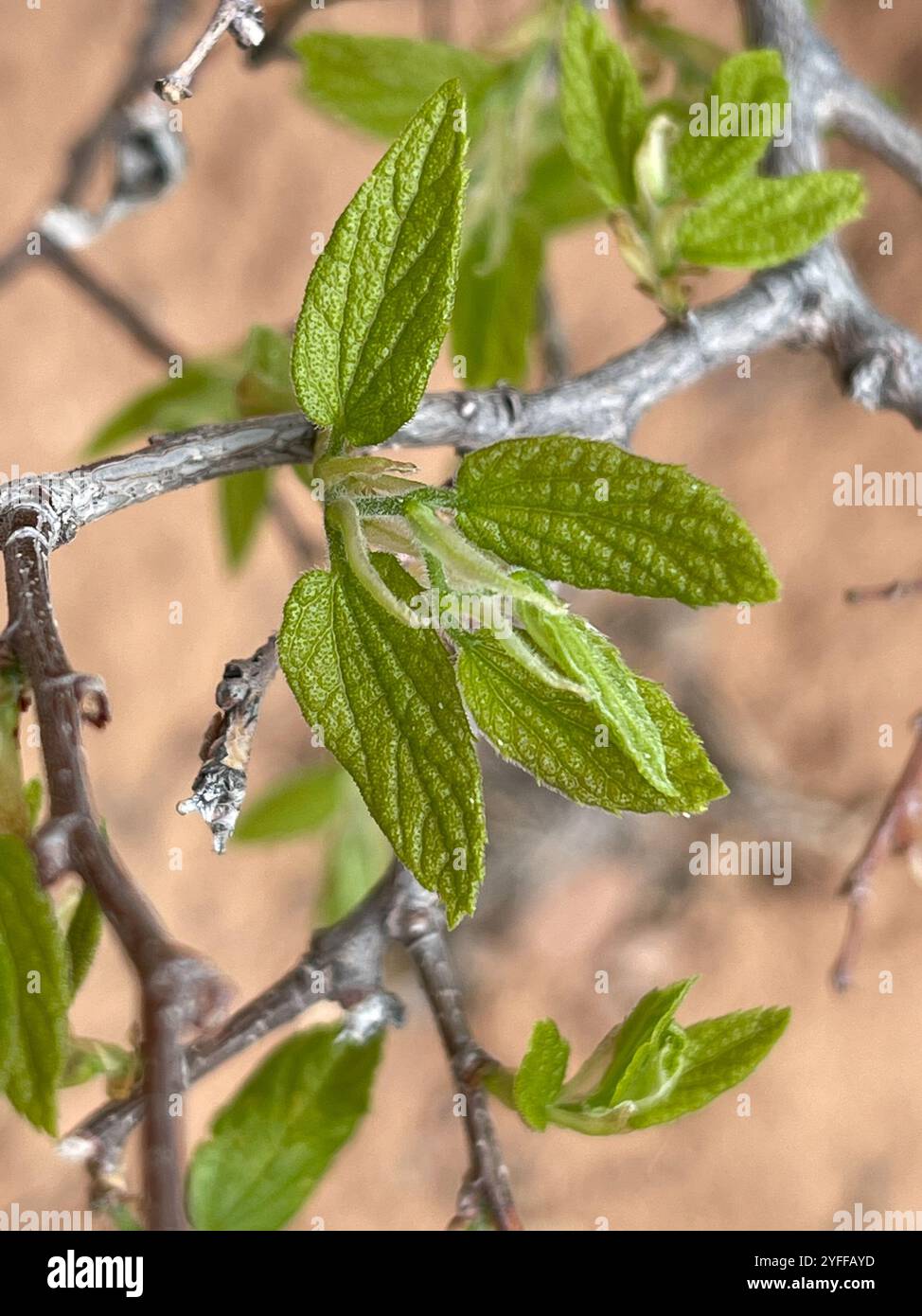 netleaf hackberry (Celtis reticulata Stock Photo - Alamy