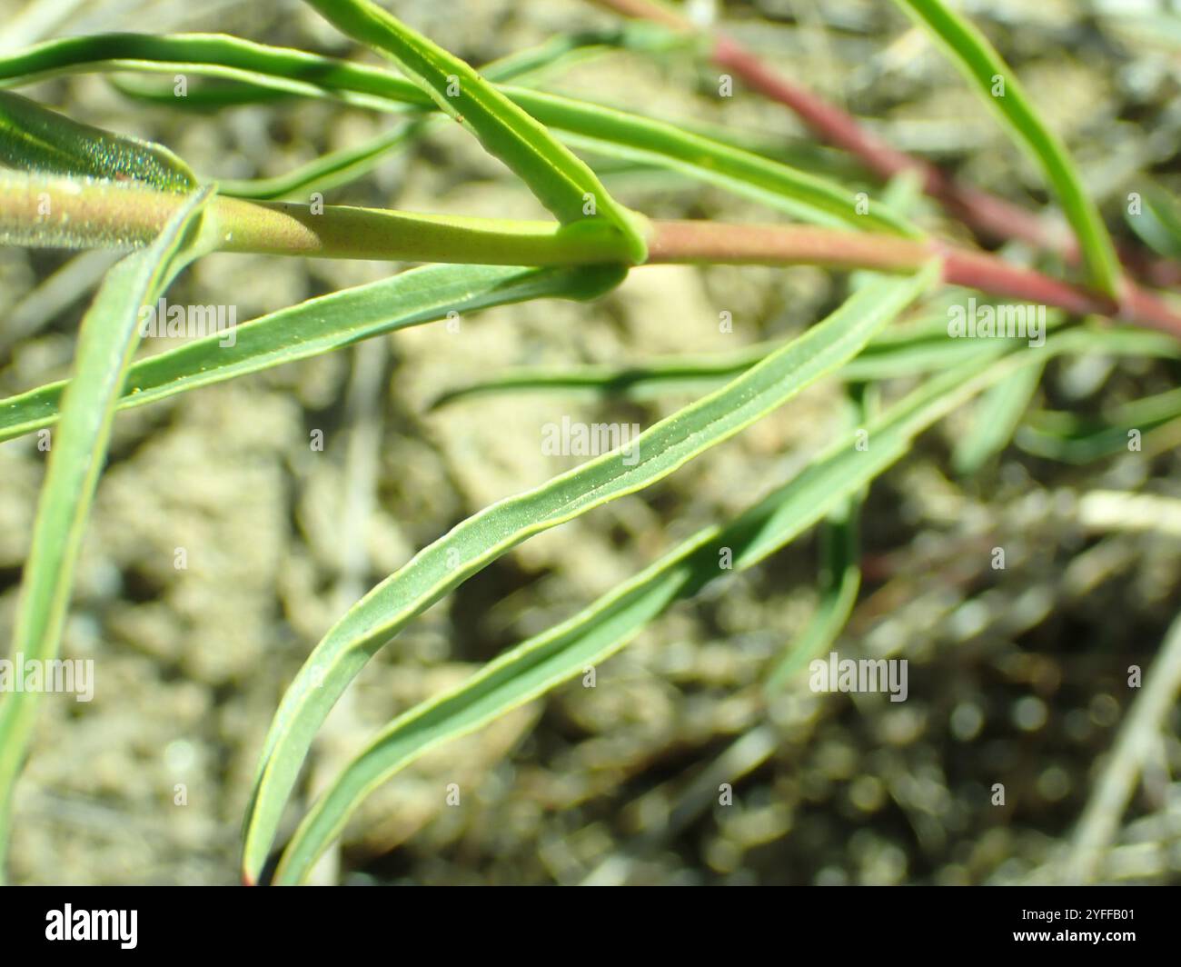Roezl's penstemon (Penstemon roezlii Stock Photo - Alamy