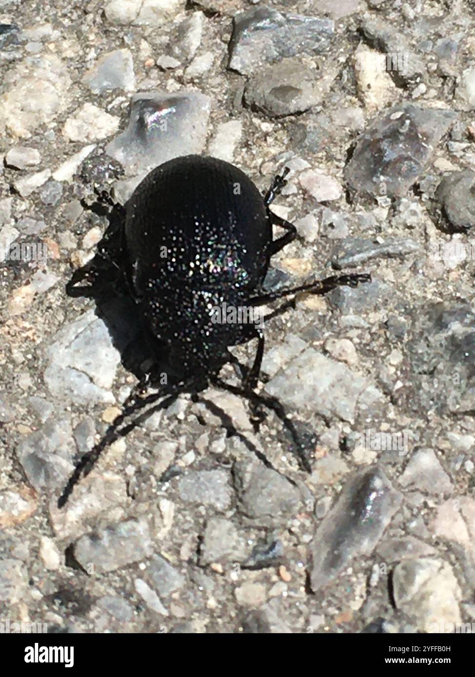 black-punctured leaf beetle (Galeruca tanaceti Stock Photo - Alamy