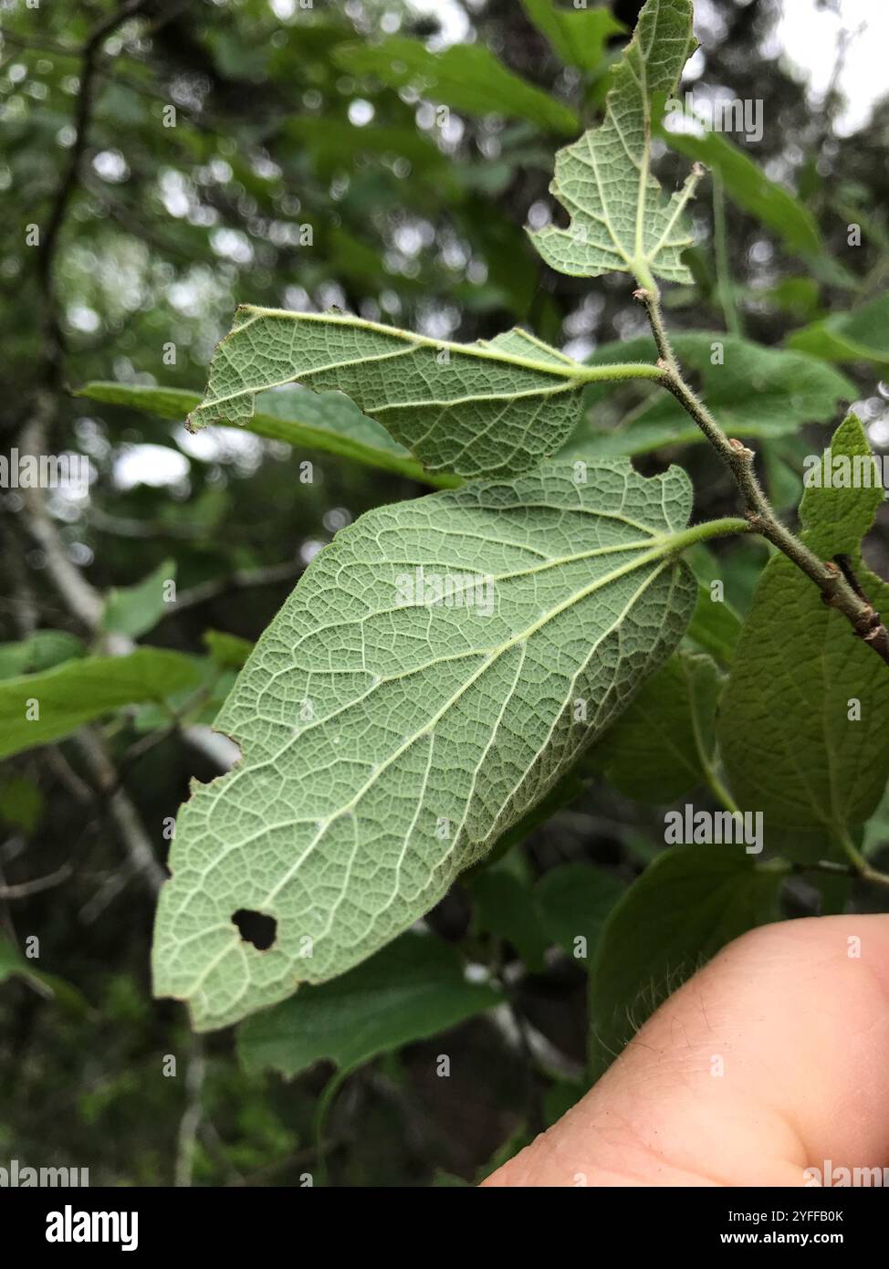 netleaf hackberry (Celtis reticulata Stock Photo - Alamy