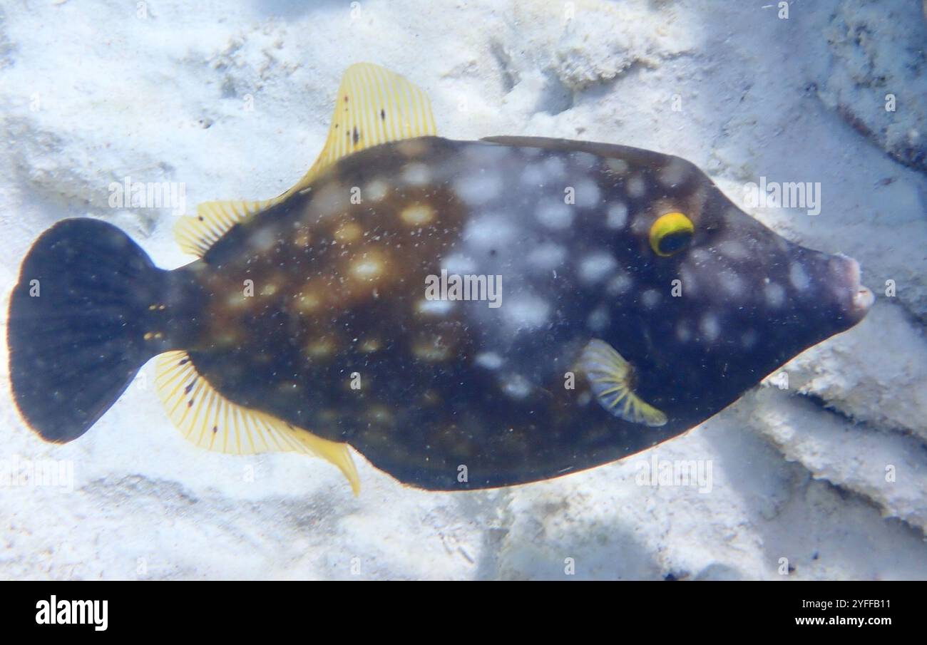 Whitespotted Filefish (Cantherhines macrocerus Stock Photo - Alamy
