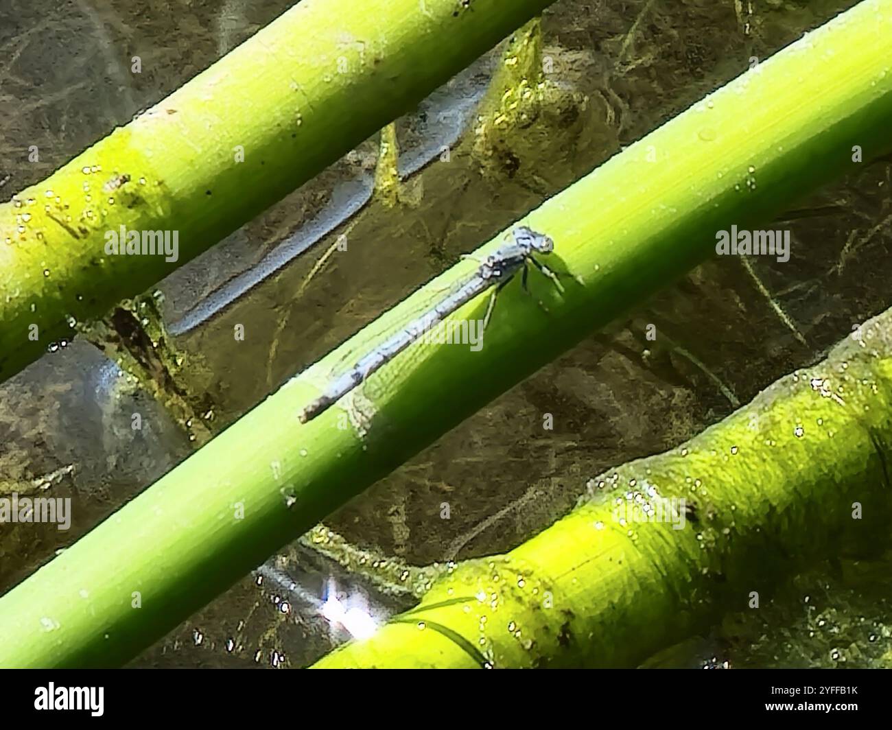 Western Forktail (Ischnura perparva Stock Photo - Alamy