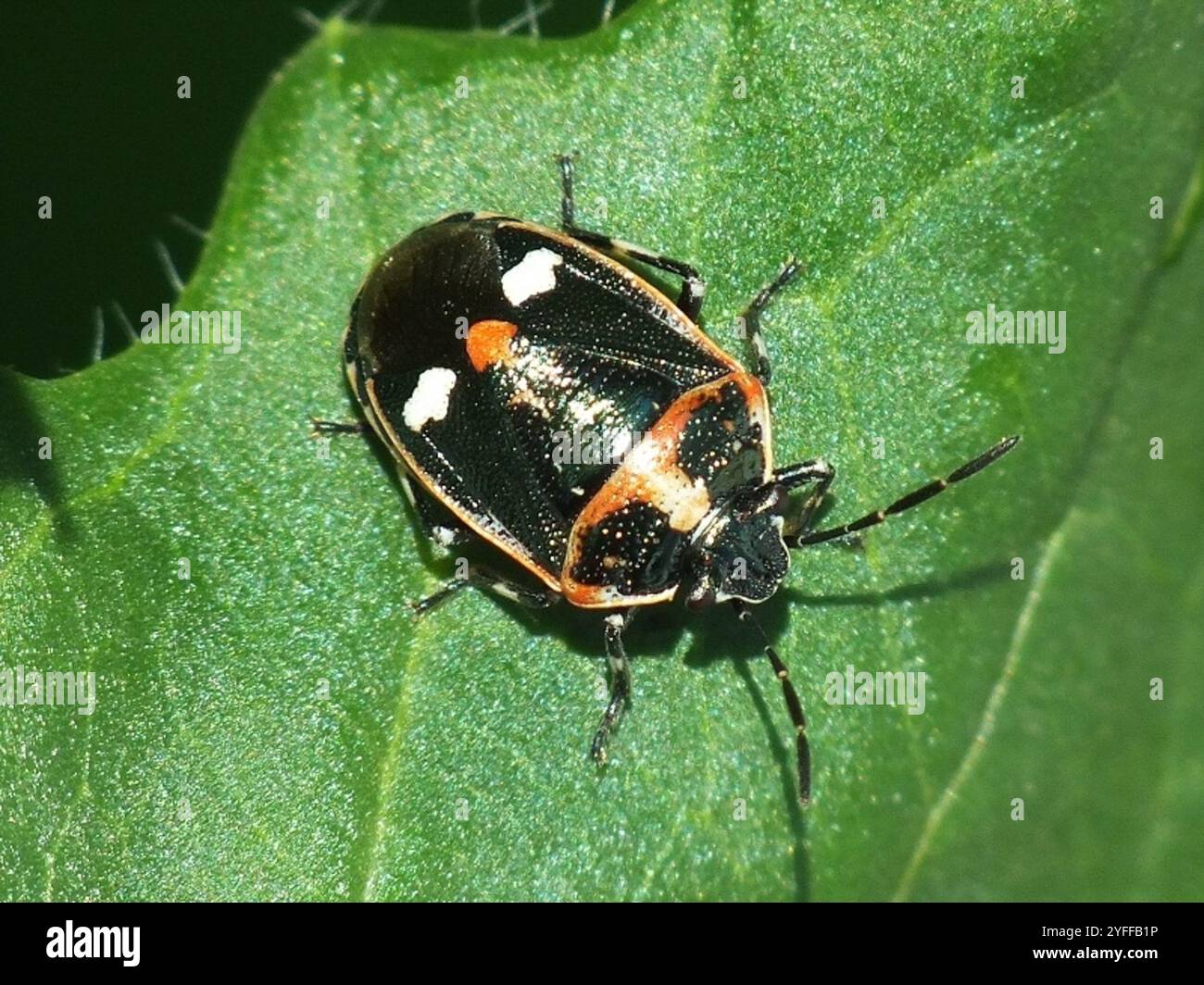 Cabbage Bug (Eurydema oleracea Stock Photo - Alamy