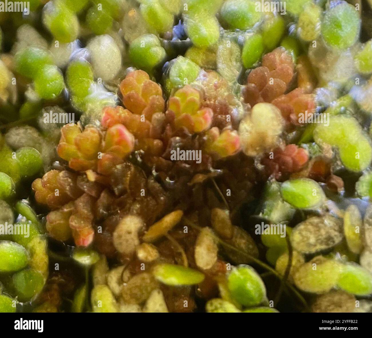 water fern (Azolla filiculoides Stock Photo - Alamy