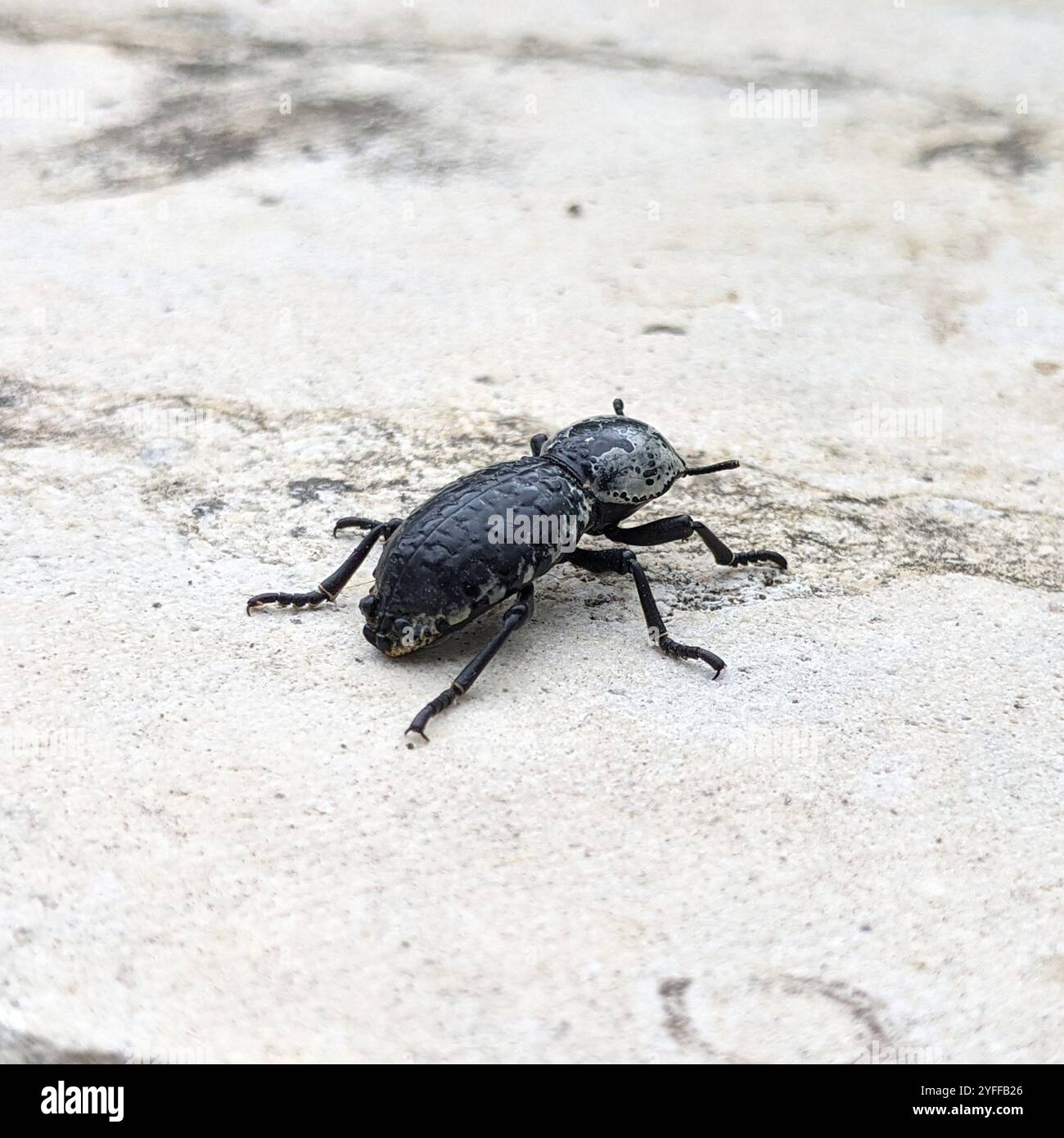 Texas Ironclad Beetle (Zopherus nodulosus haldemani Stock Photo - Alamy