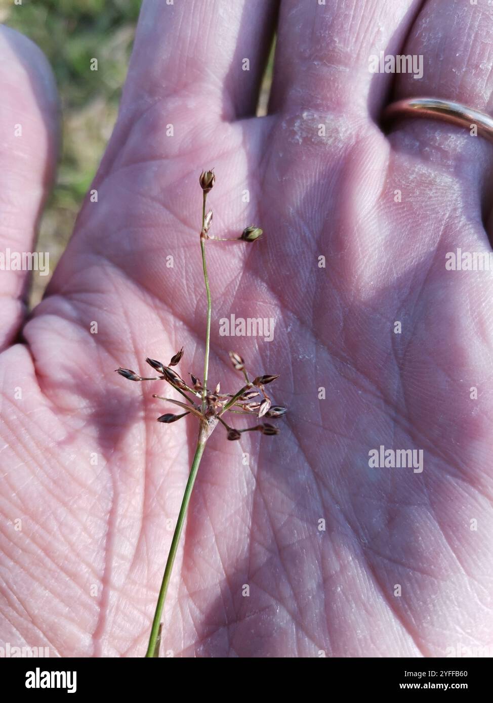 Hairy Woodrush (Luzula pilosa Stock Photo - Alamy