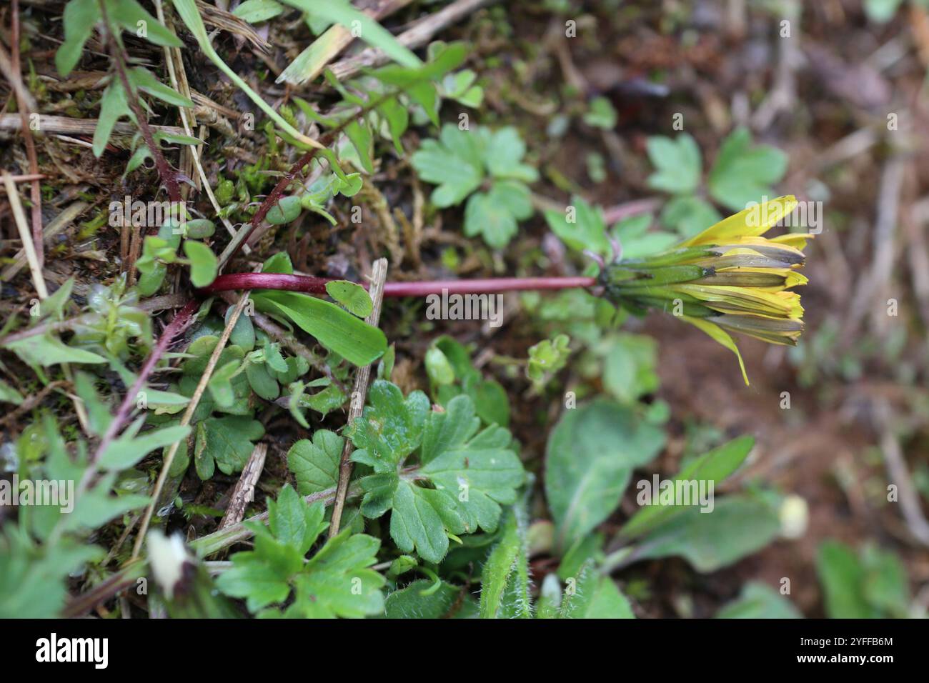 Cut-leaved dandelion (Taraxacum lacistophyllum Stock Photo - Alamy