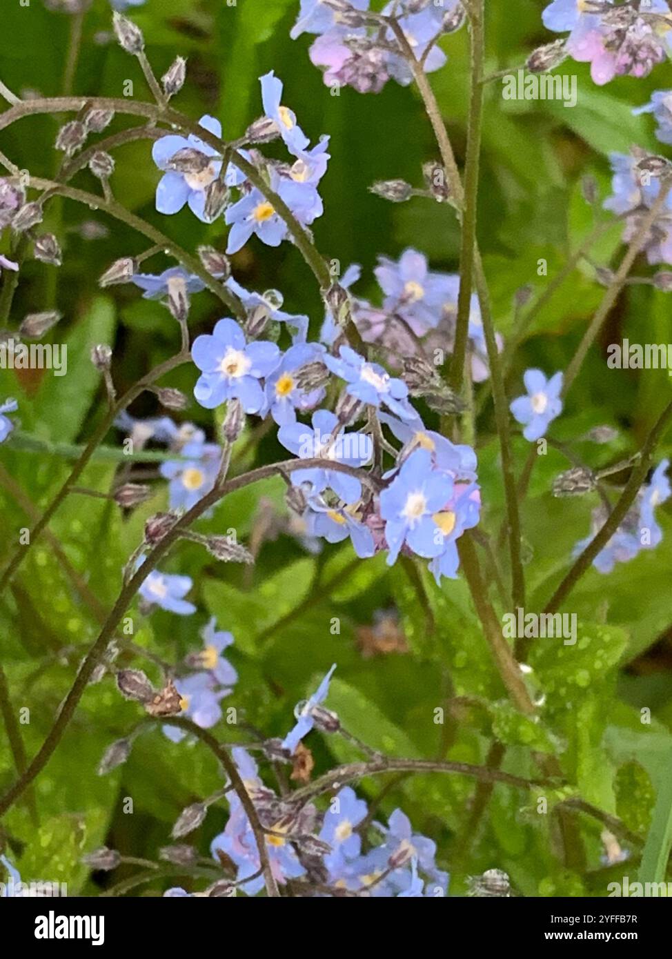 Wood Forget-me-not (Myosotis sylvatica Stock Photo - Alamy