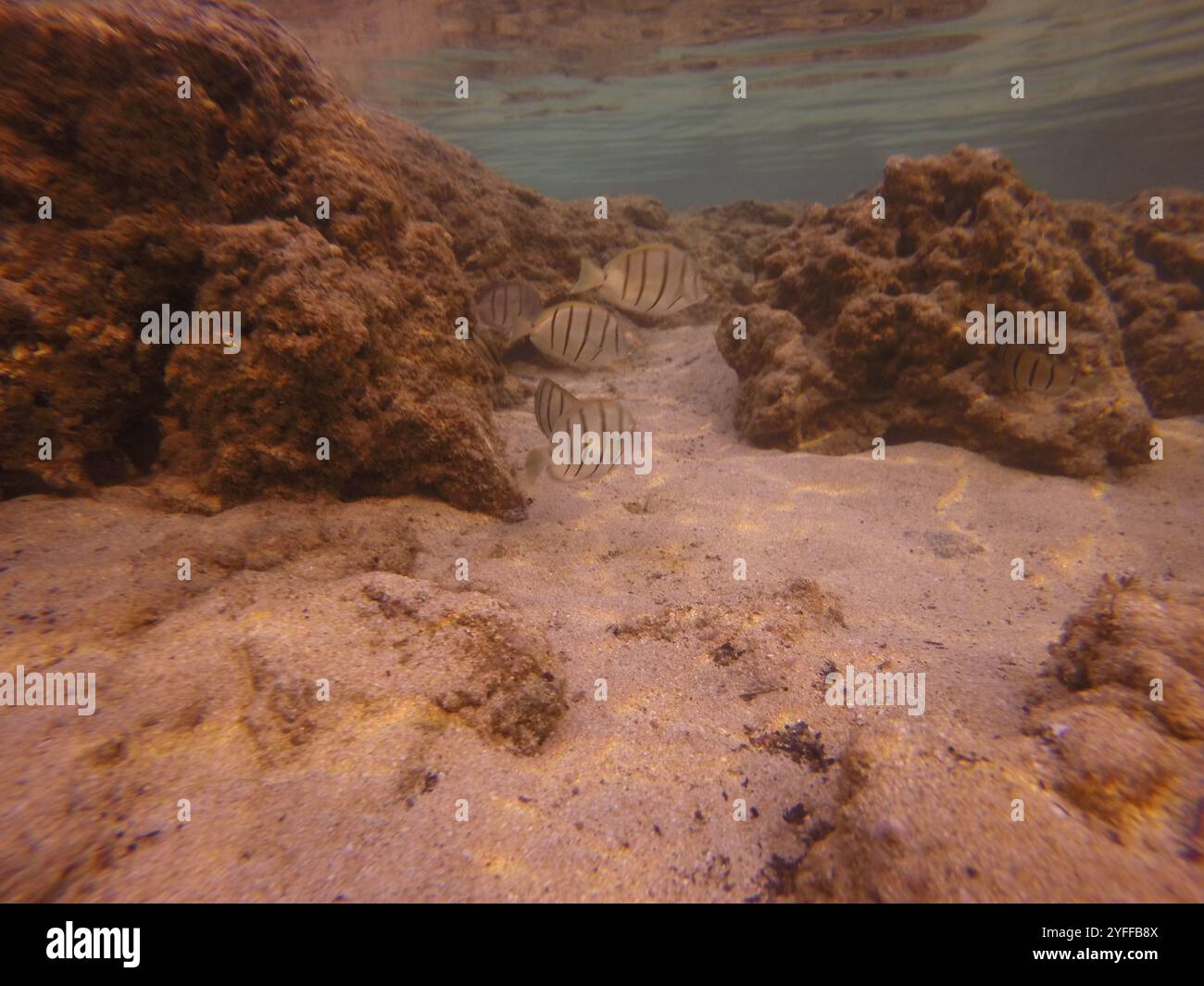 Convict Surgeonfish (Acanthurus triostegus Stock Photo - Alamy