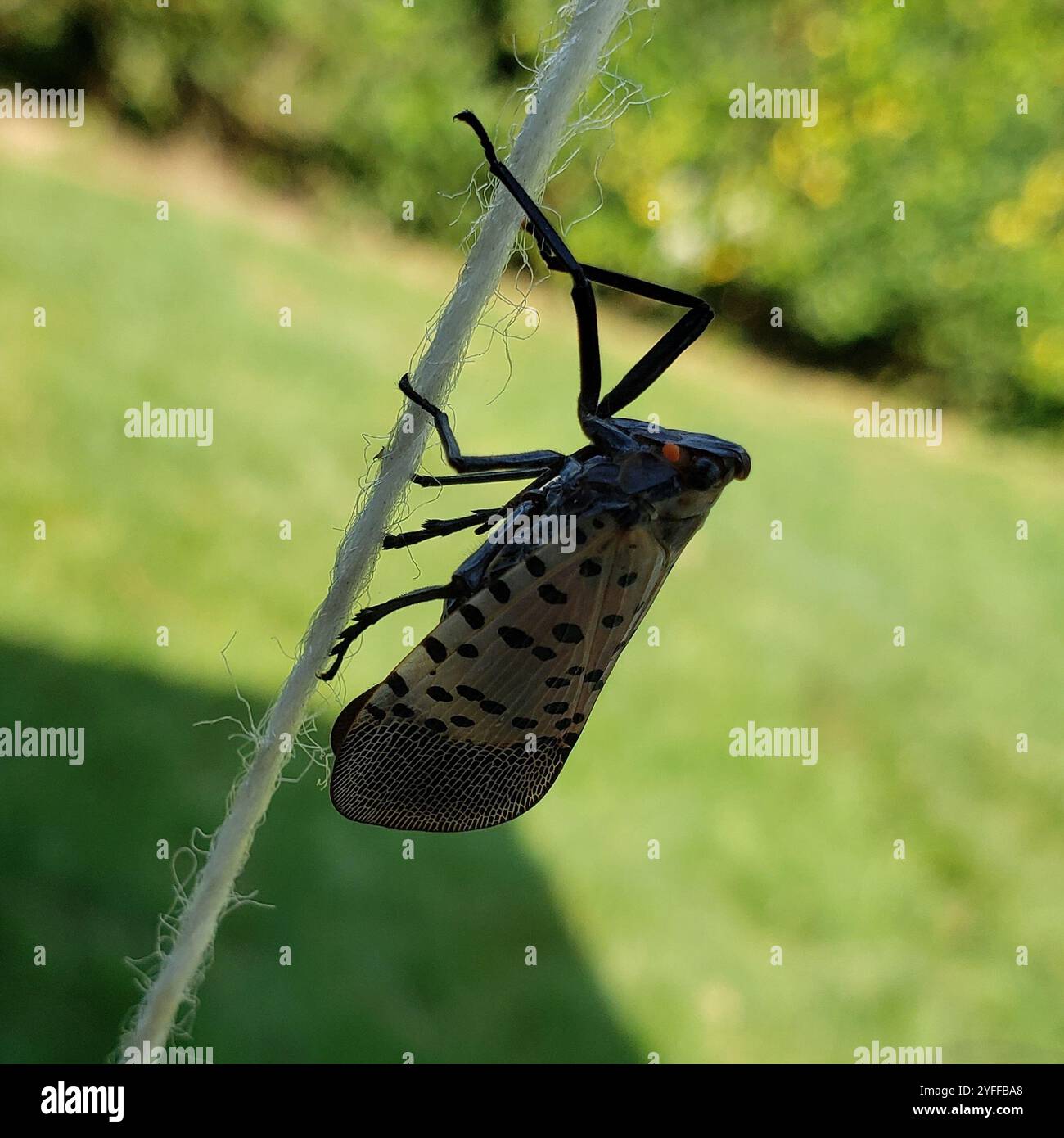 Spotted Lanternfly (Lycorma delicatula Stock Photo - Alamy