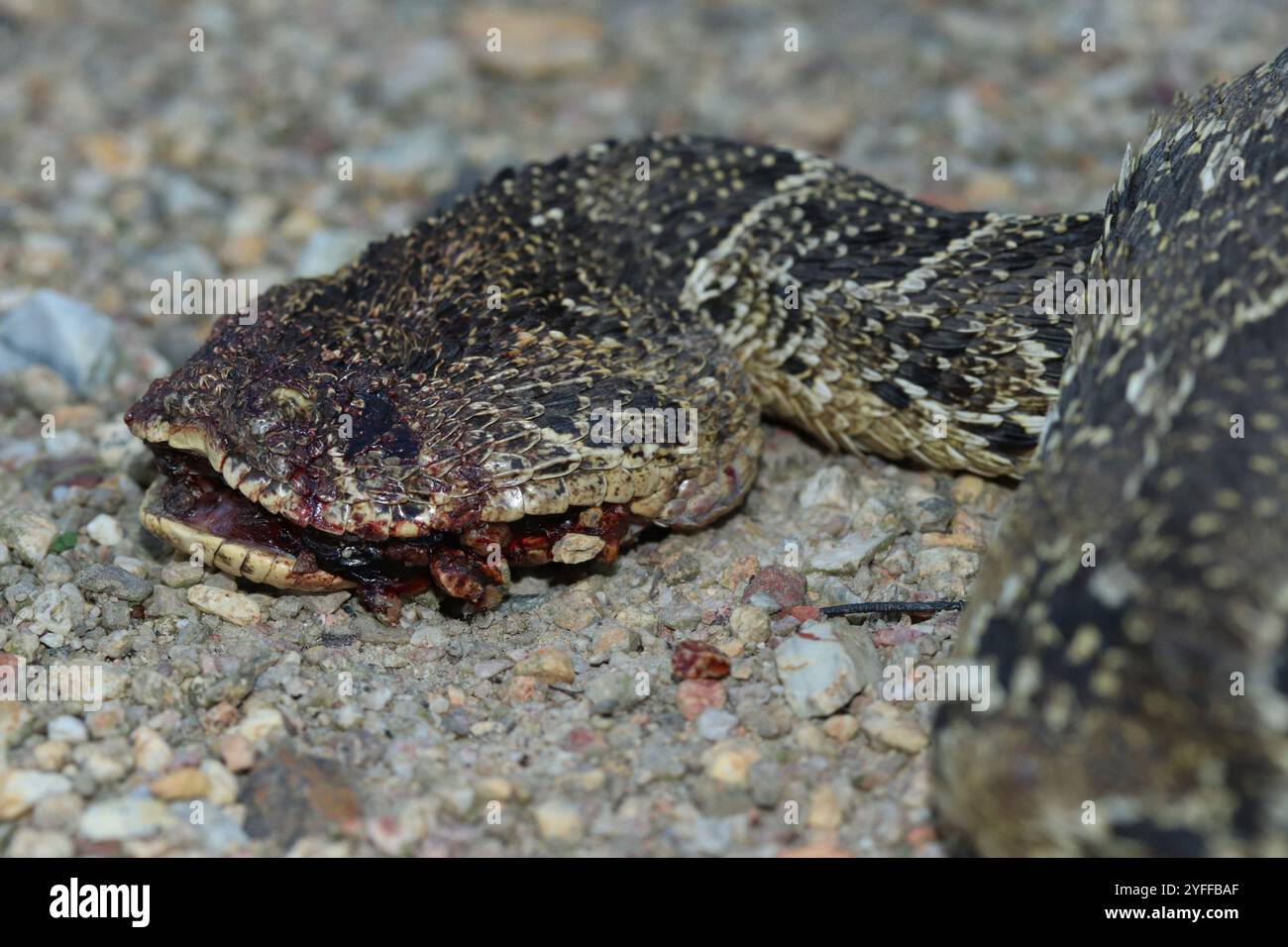 Common Puff Adder (Bitis arietans arietans Stock Photo - Alamy