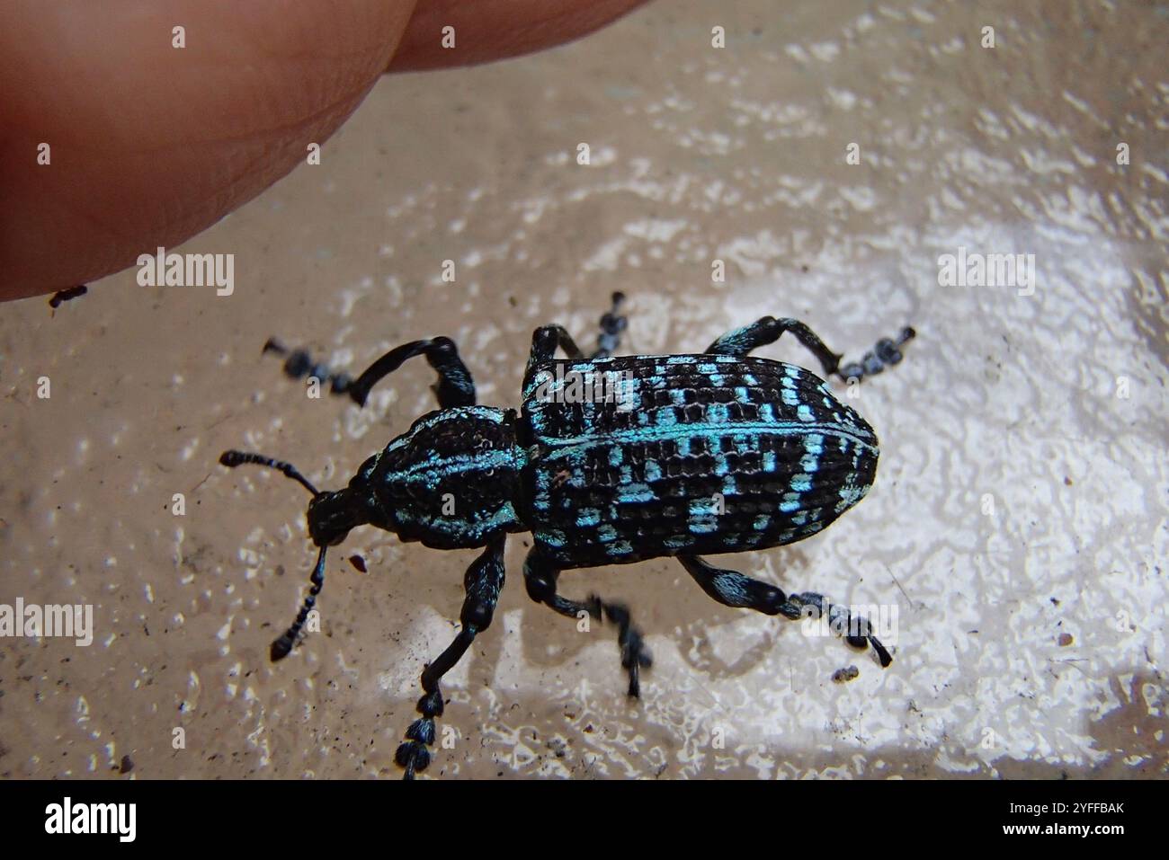 Botany Bay Diamond Weevil (Chrysolopus spectabilis Stock Photo - Alamy