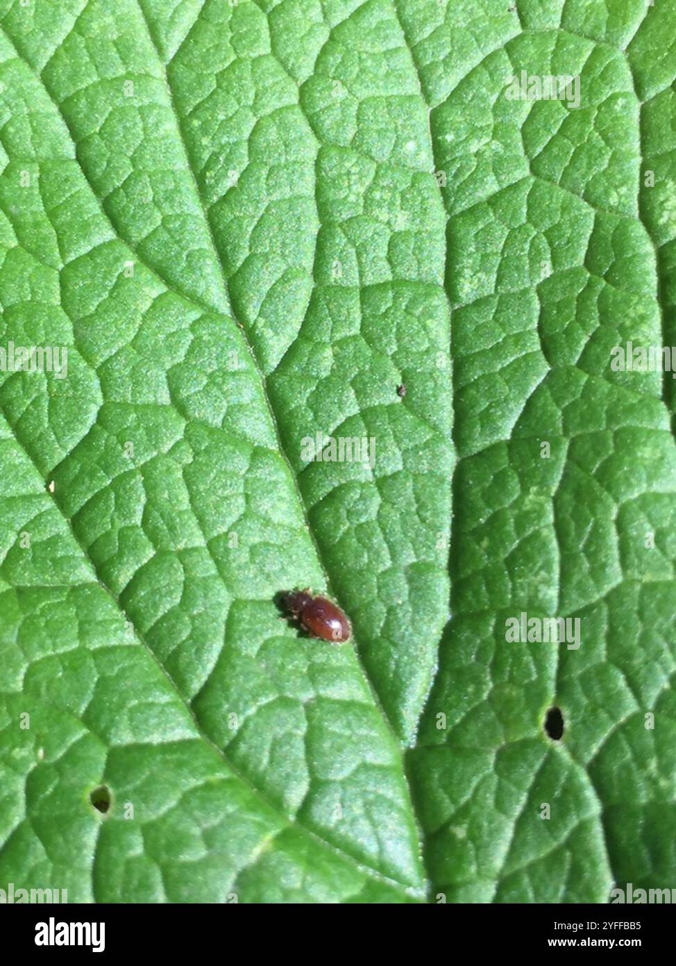 Broad-nosed Weevils (Entiminae Stock Photo - Alamy