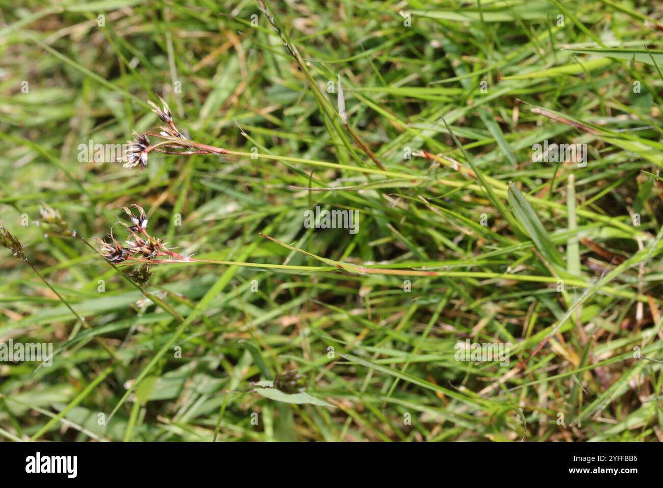 Field woodrush (Luzula campestris Stock Photo - Alamy