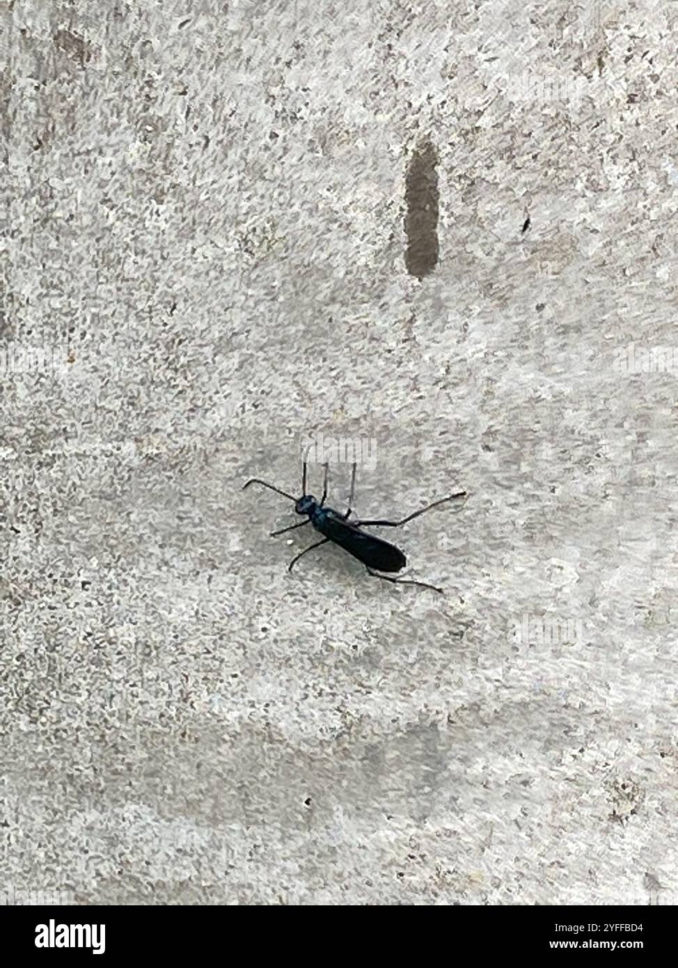 Nearctic Blue Mud-dauber Wasp (Chalybion californicum Stock Photo - Alamy