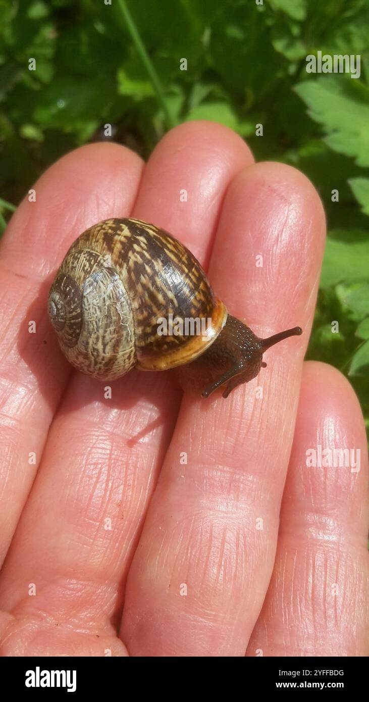 Copse Snail (Arianta arbustorum Stock Photo - Alamy