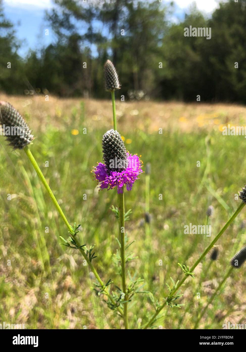 purple prairie clover (Dalea purpurea Stock Photo - Alamy
