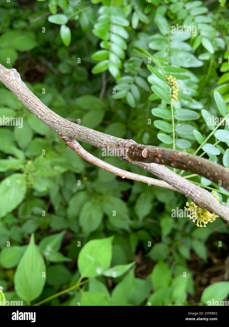 honey locusts (Gleditsia Stock Photo - Alamy
