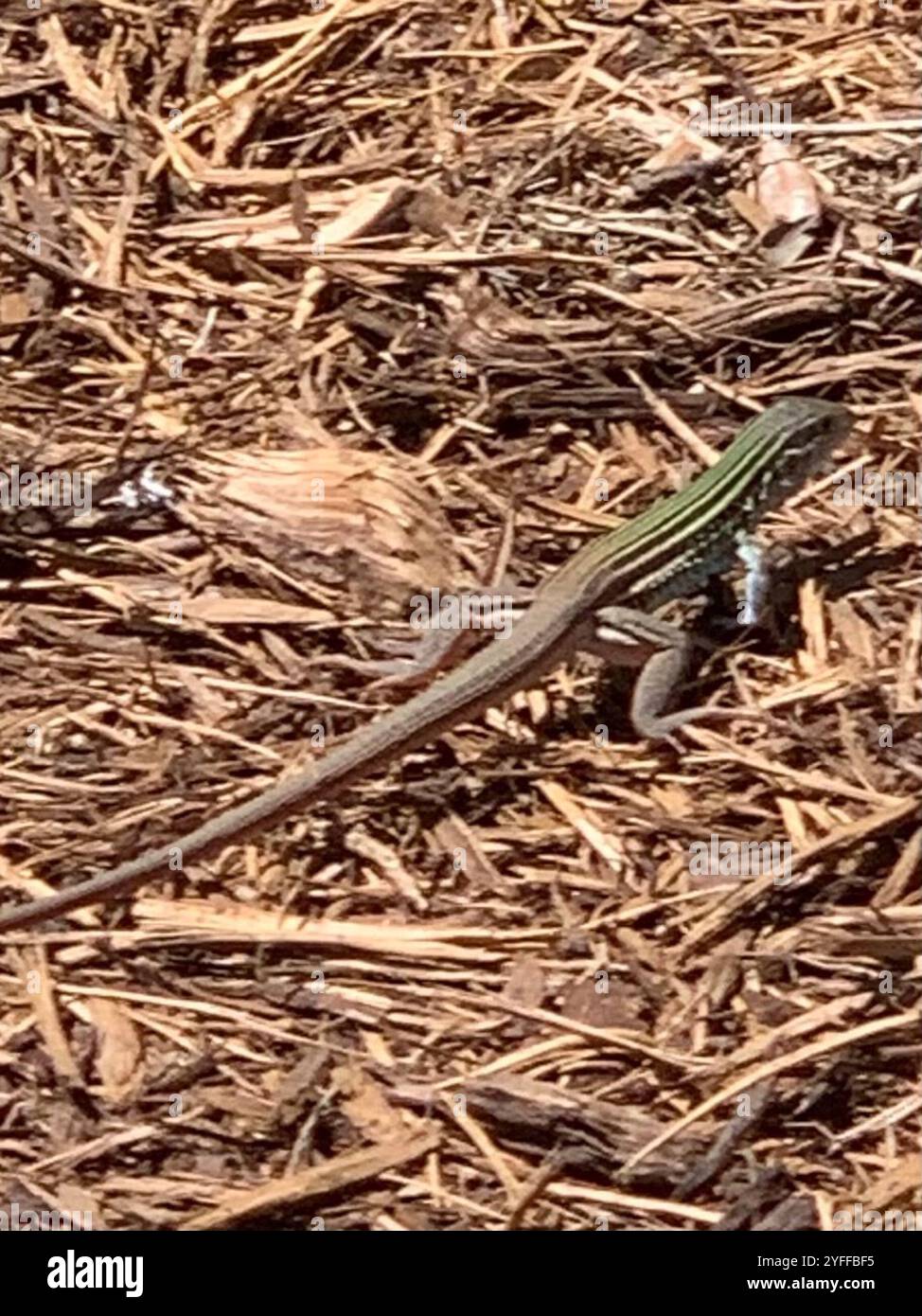 Common Spotted Whiptail (Aspidoscelis gularis Stock Photo - Alamy