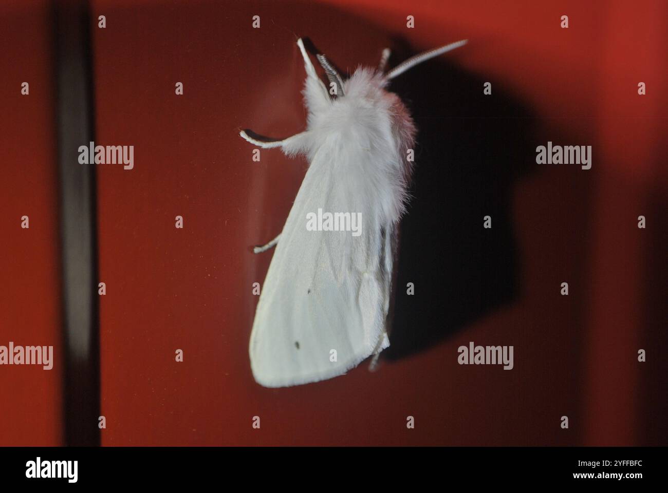 Virginian Tiger Moth (Spilosoma virginica Stock Photo - Alamy