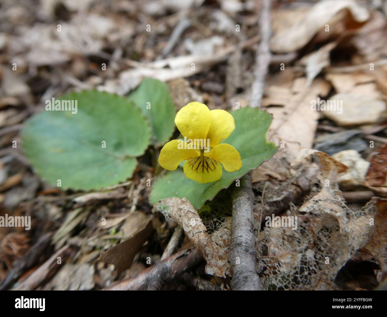 Round-leaved Violet (Viola rotundifolia Stock Photo - Alamy
