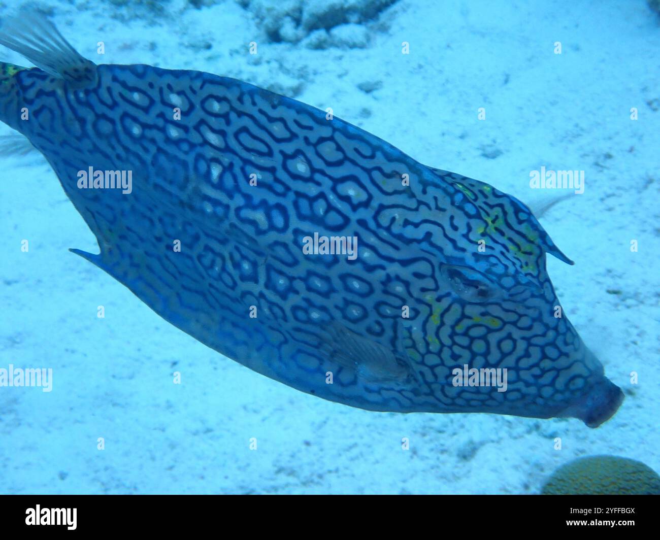 Honeycomb Cowfish (Acanthostracion polygonium Stock Photo - Alamy
