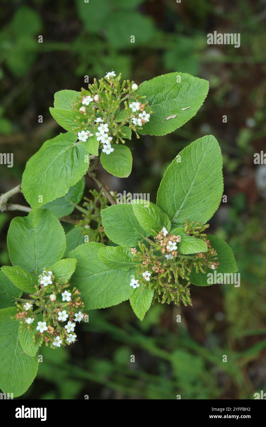 Wayfaring-tree (Viburnum lantana Stock Photo - Alamy