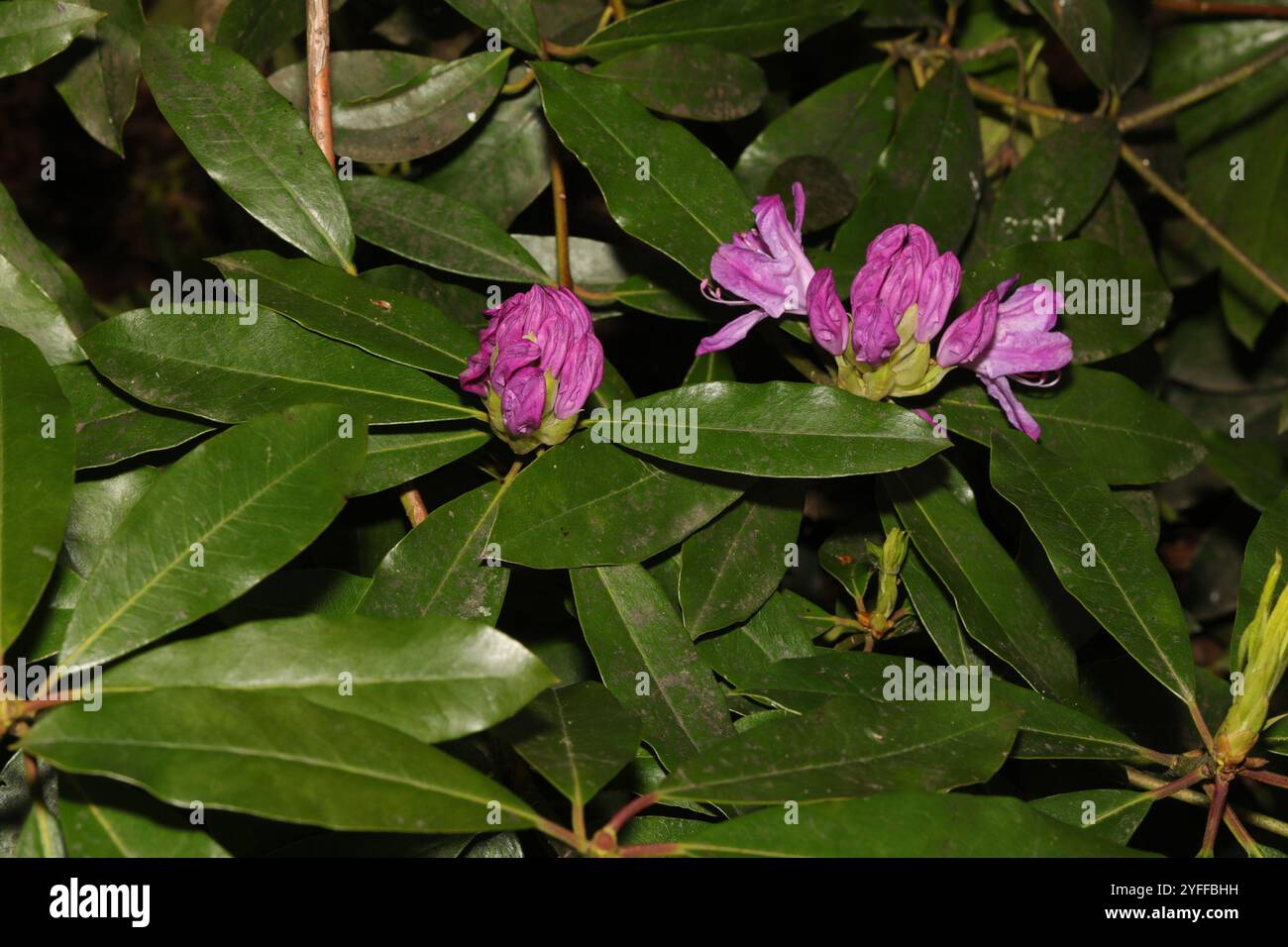 Common Rhododendron (Rhododendron ponticum Stock Photo - Alamy