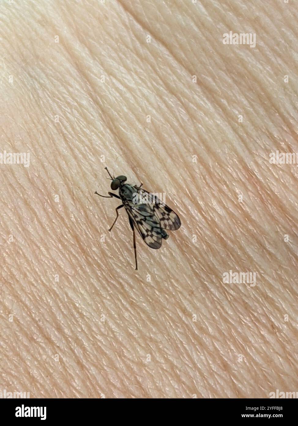 Lesser Variegated Snipe Fly (Rhagio punctipennis Stock Photo - Alamy