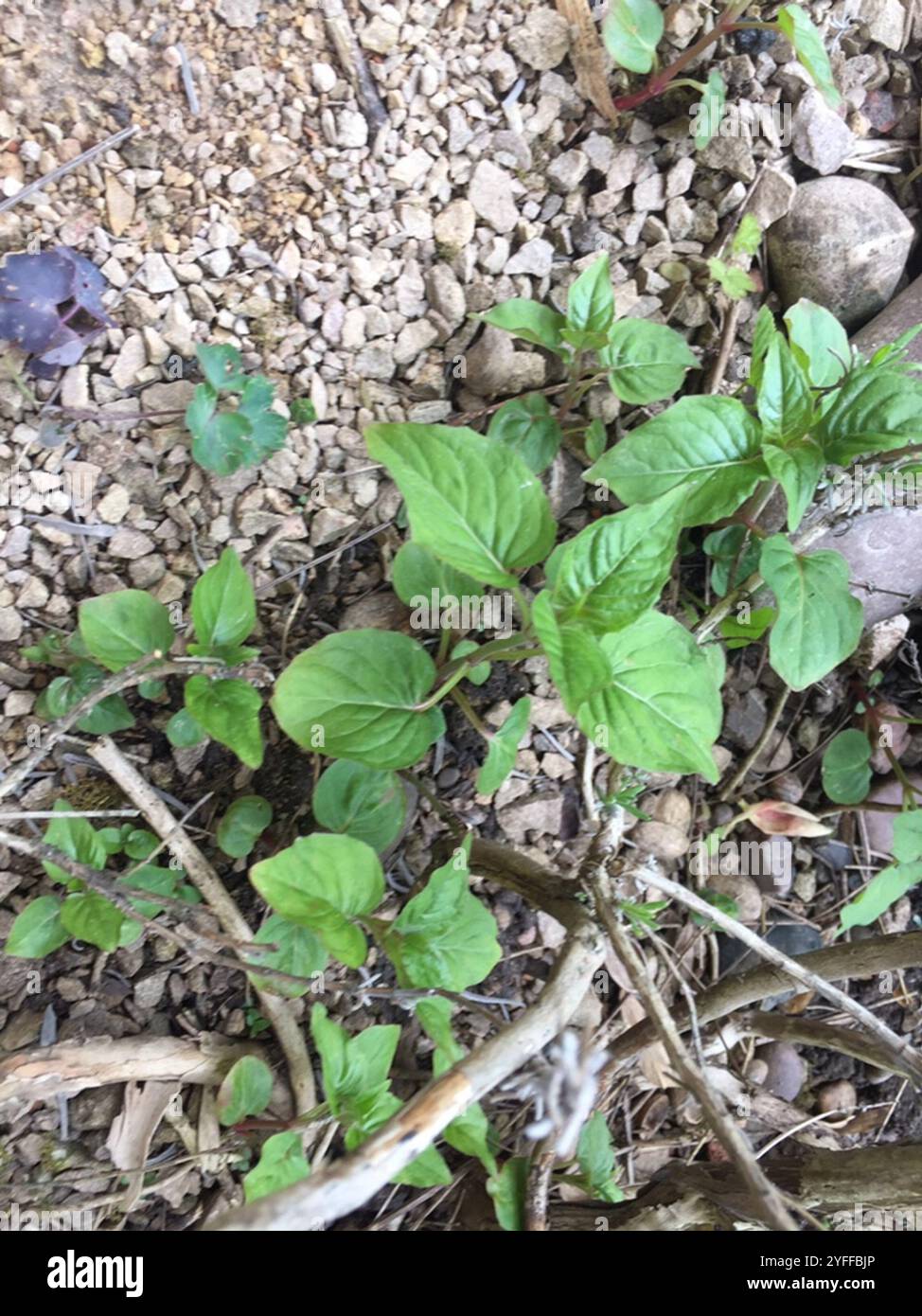 enchanter's-nightshade (Circaea lutetiana Stock Photo - Alamy
