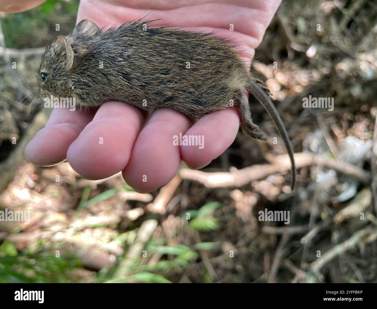 Hispid Cotton Rat (Sigmodon hispidus Stock Photo - Alamy