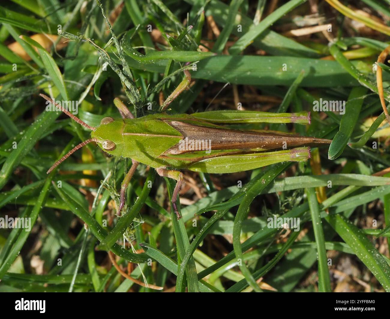 Green-striped Grasshopper (Chortophaga viridifasciata Stock Photo - Alamy