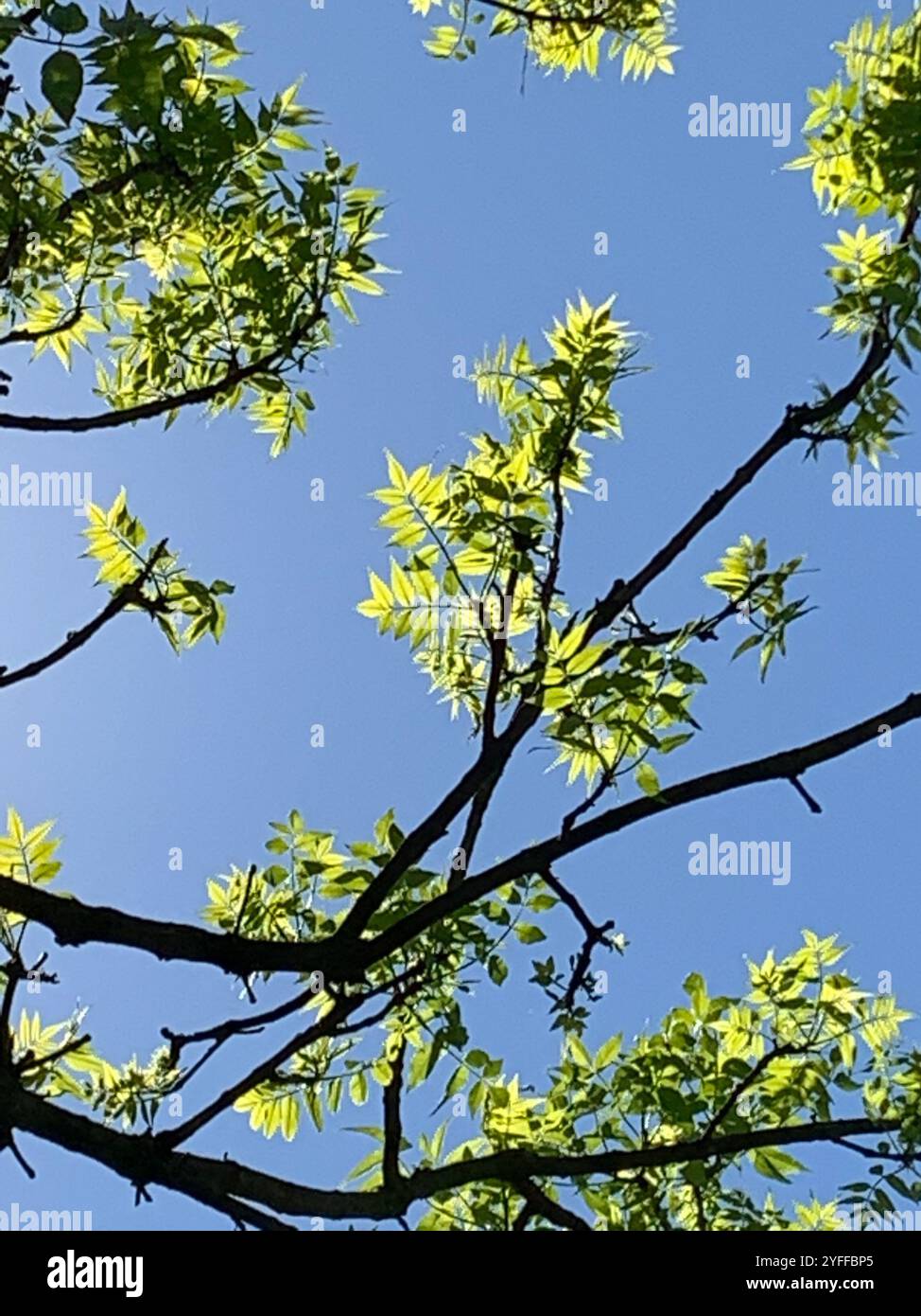 blue ash (Fraxinus quadrangulata Stock Photo - Alamy