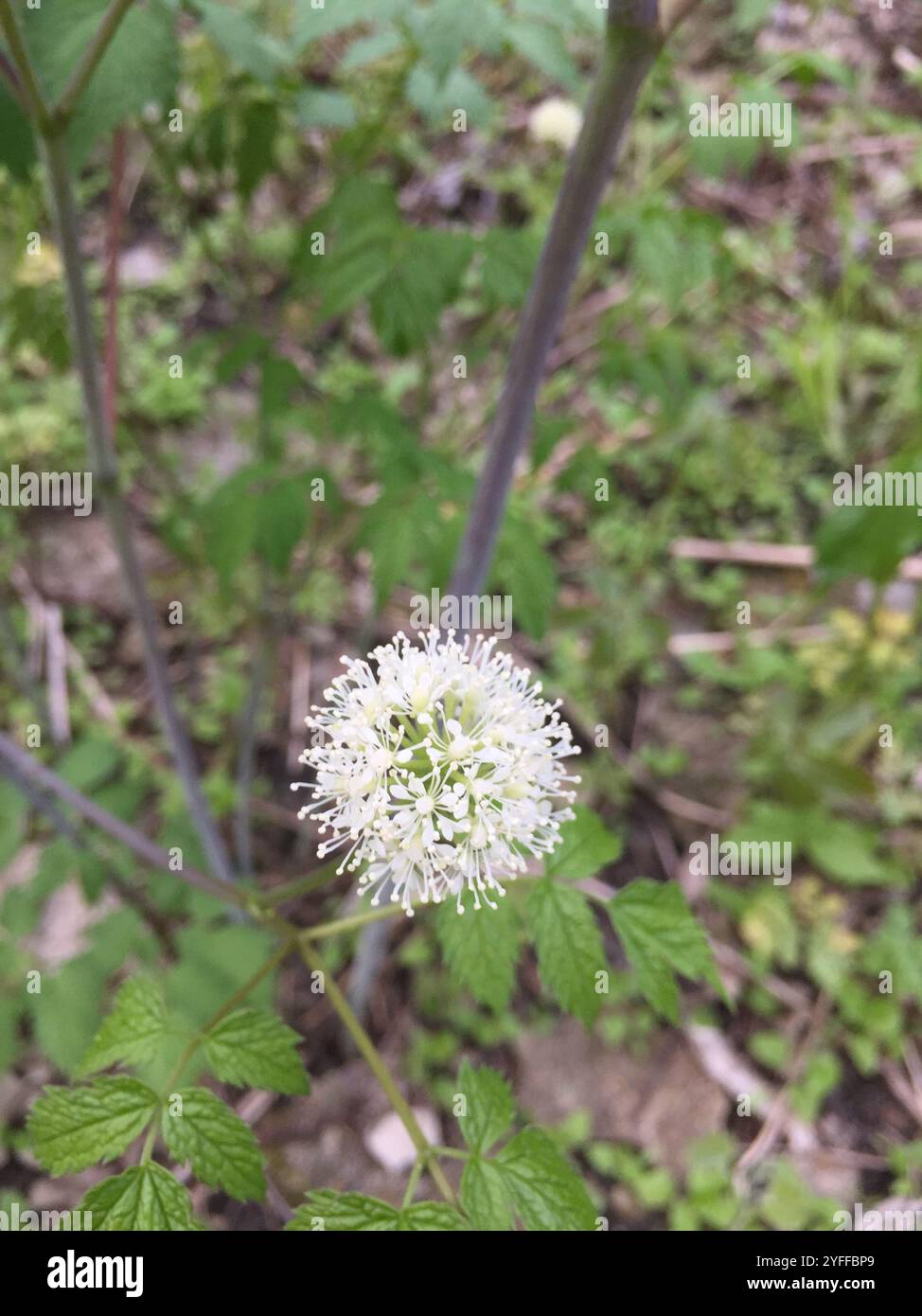 baneberries and cohoshes (Actaea Stock Photo - Alamy