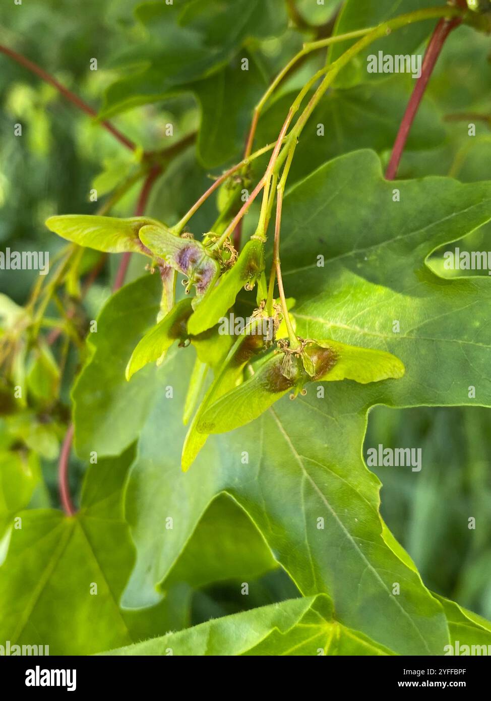 field maple (Acer campestre Stock Photo - Alamy