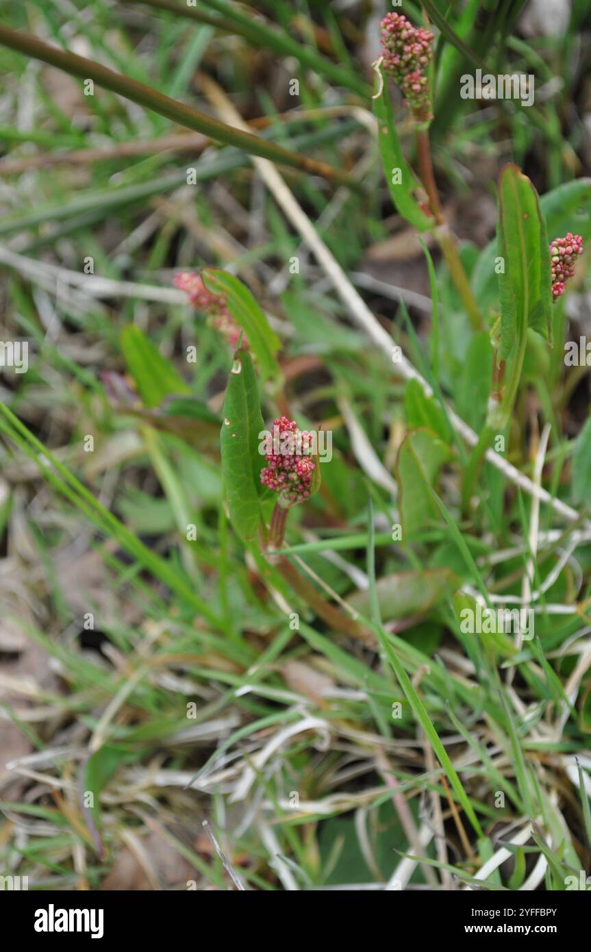 Common Sorrel (Rumex acetosa Stock Photo - Alamy