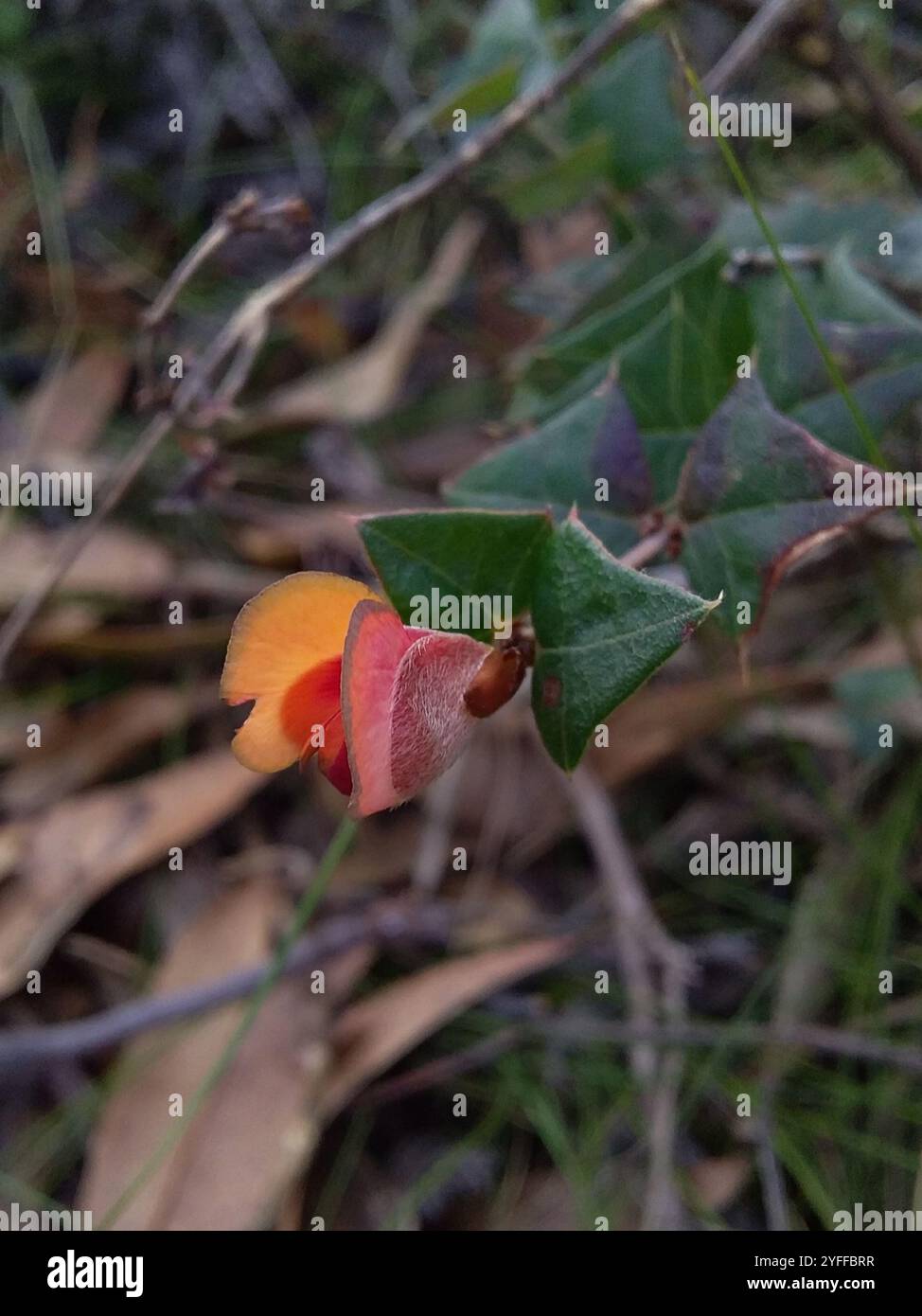 Common Flat-pea (Platylobium obtusangulum Stock Photo - Alamy