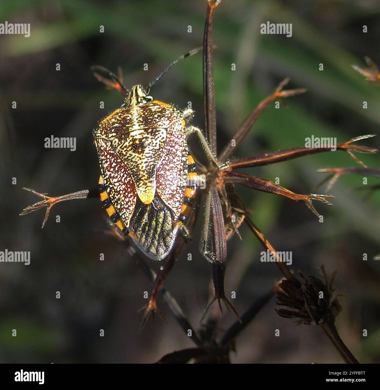 Sunflower Seed Bug (Agonoscelis versicoloratus Stock Photo - Alamy