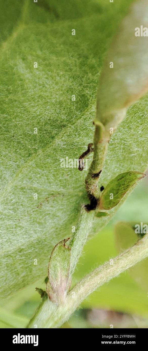 Geometer Moths (Geometridae Stock Photo - Alamy