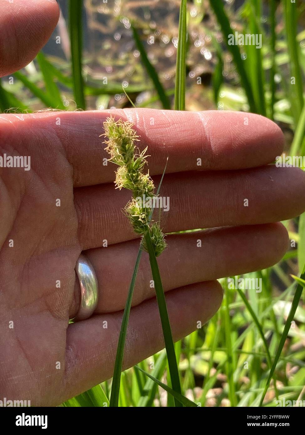 fox sedge (Carex vulpinoidea Stock Photo - Alamy