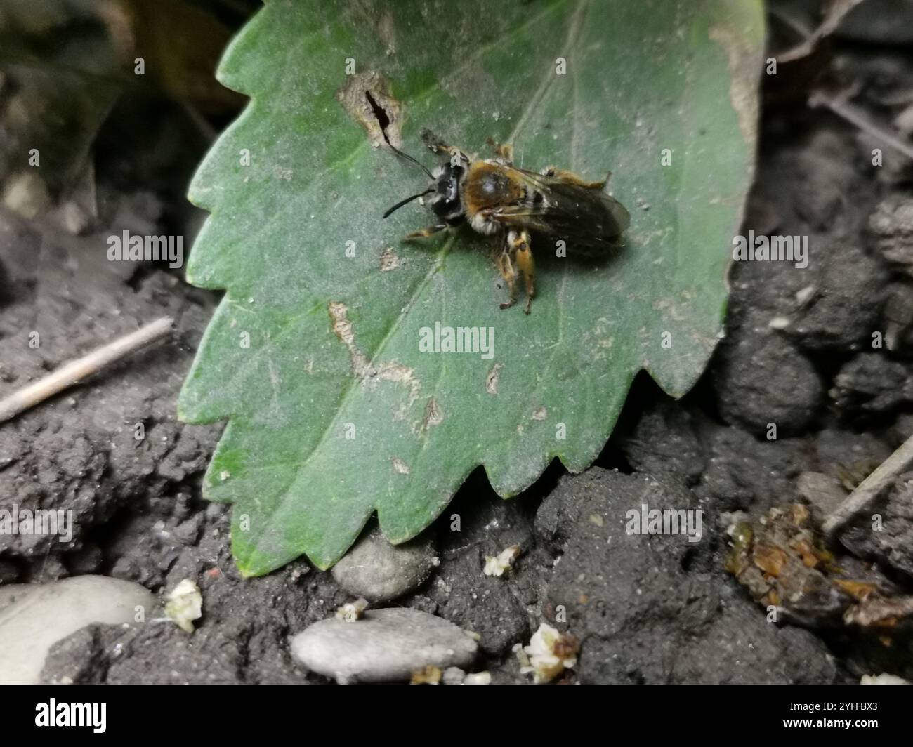 Mining Bees (Andrena Stock Photo - Alamy