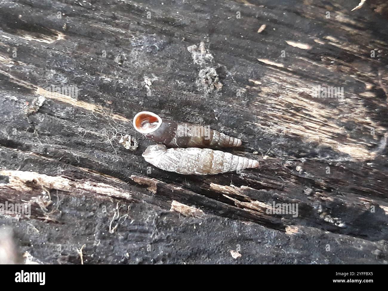 Plaited Door-snail (Cochlodina laminata Stock Photo - Alamy