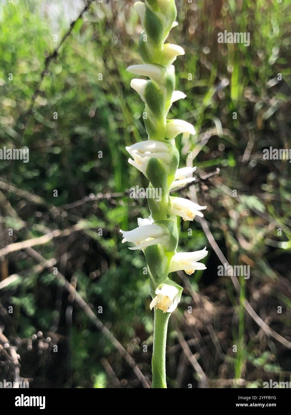 Spring Ladies' Tresses (Spiranthes vernalis Stock Photo - Alamy