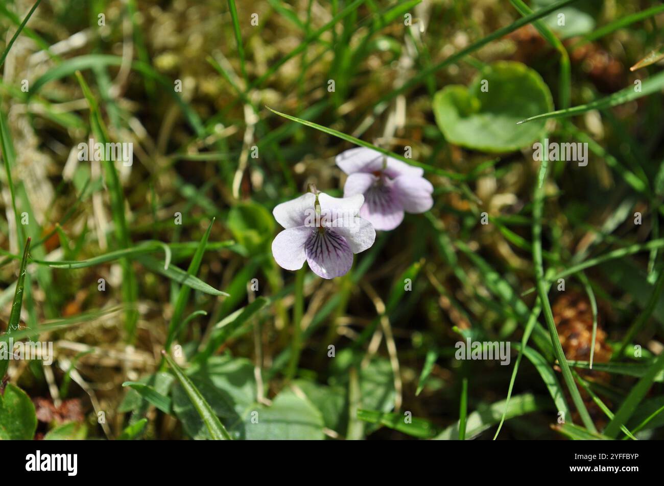 alpine marsh violet (Viola palustris Stock Photo - Alamy