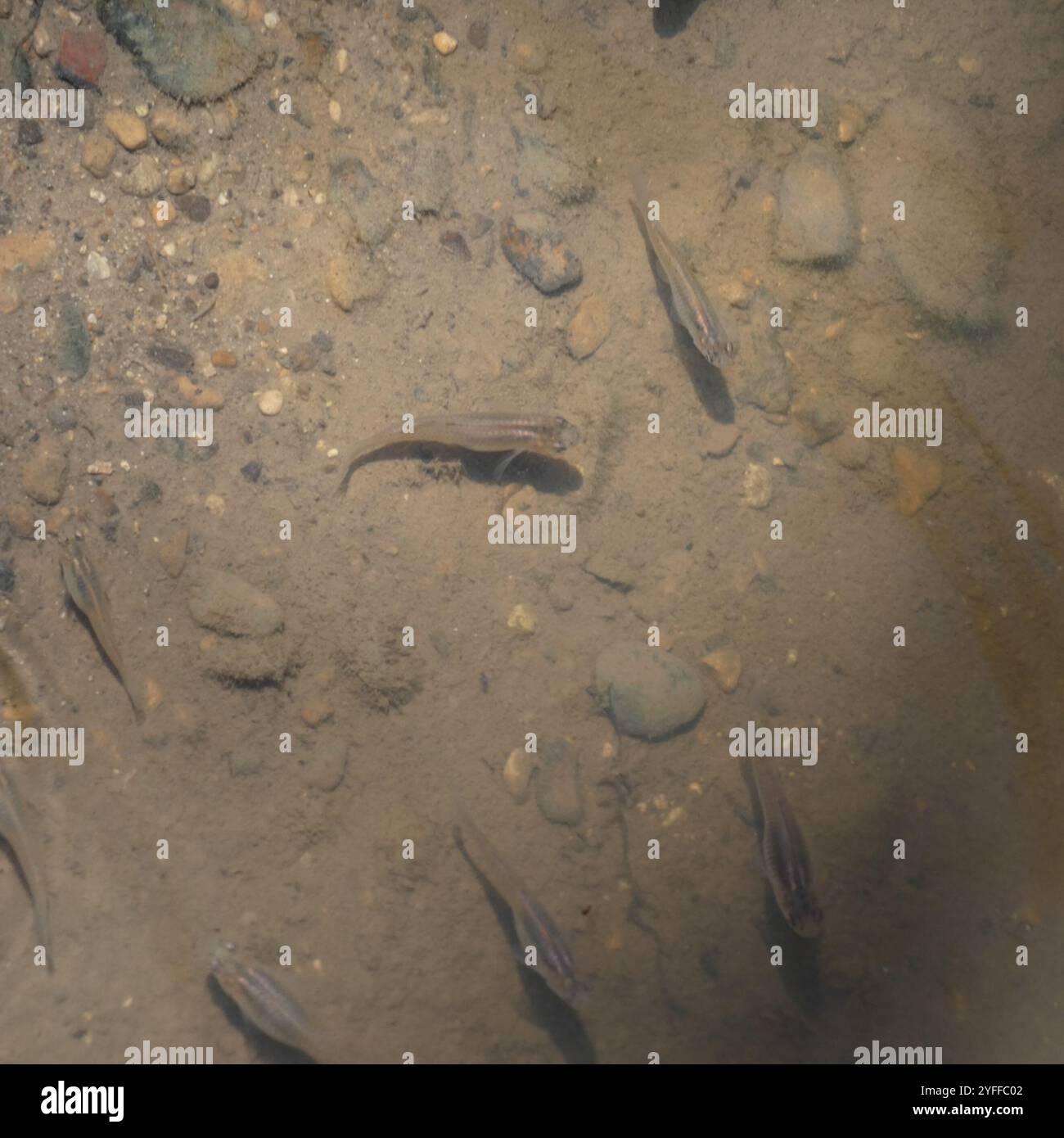 Western Mosquitofish (Gambusia affinis Stock Photo - Alamy